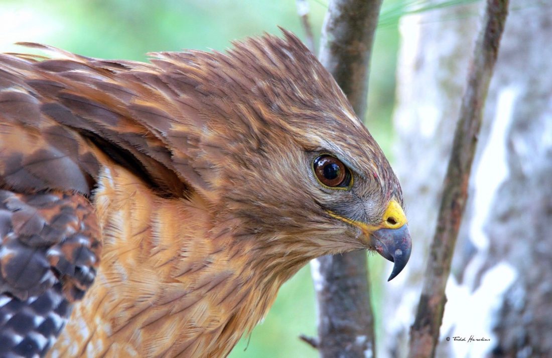 Hawk-eye view | News, Sports, Jobs - Marietta Times